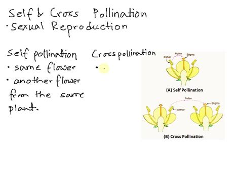 Image result for Examples of Self Pollination