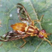 Image result for Lesser Pumpkin Fly