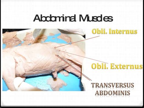 Image result for Fetal Pig Dissection Tutorial