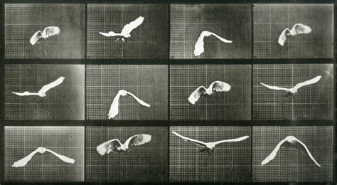 Image result for Sequential Movement Photography