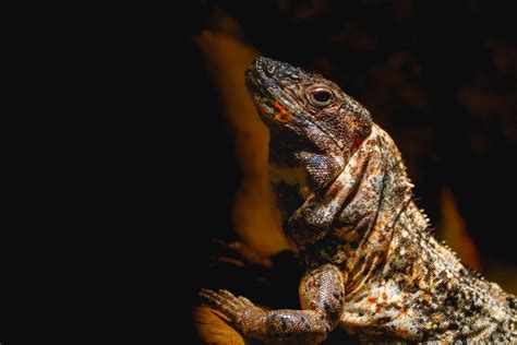 Image result for Lizard Side View