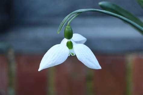 Image result for Snowdrop Varieties