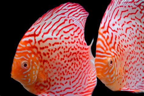 Image result for Red Discus Fish