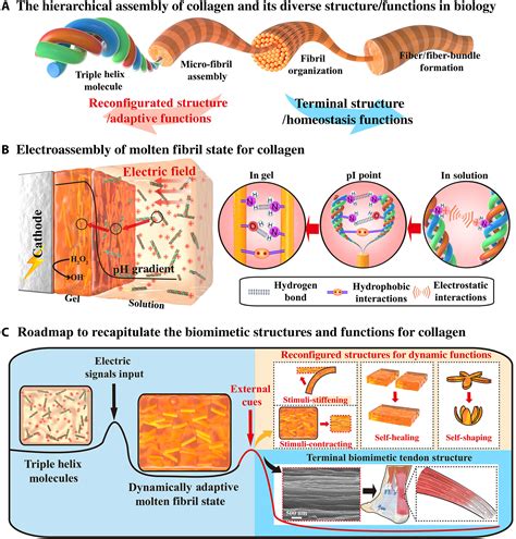 Image result for Collagen Structure
