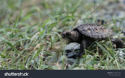 Baby Snapping Turtle Stock Photo (Edit Now) 1184518315