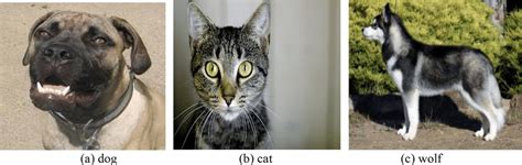 Image result for Image Net Dataset Image Examples