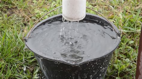 Image result for Pruning Tree Branches Spring