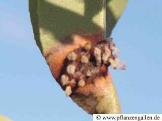 Image result for Asian Pear Rust
