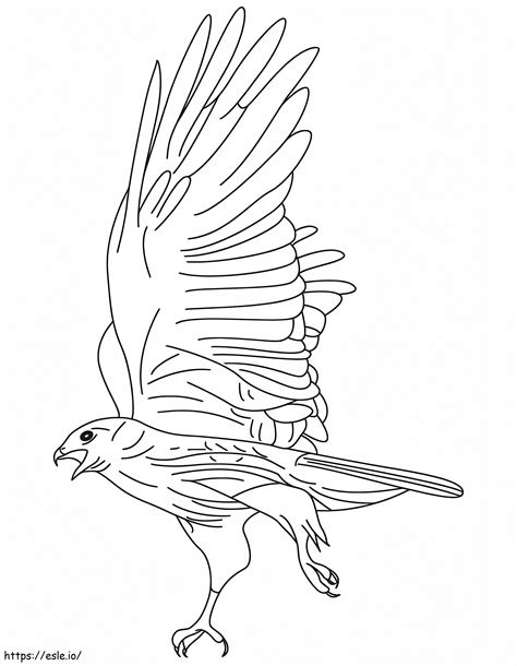 Image result for Hawk Drawing Colors