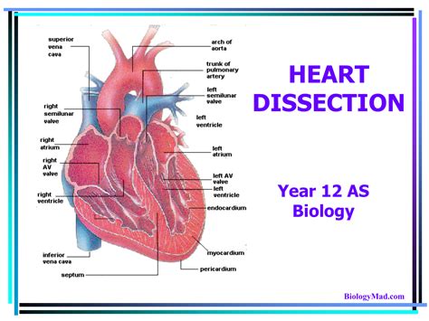 Image result for Human Heart Dissection