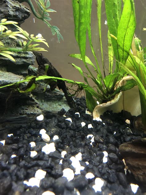 Image result for Java Fern Dying