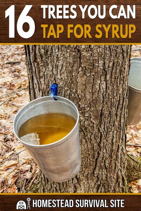 Image result for Spring Tree Maple Syrup