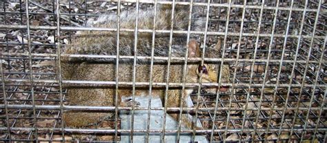 Image result for Squirrel Poison Pellets