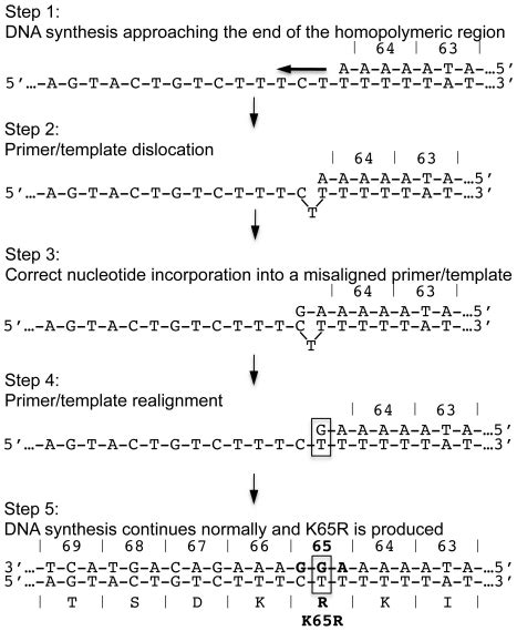 Image result for Dislocation Mutagenesis
