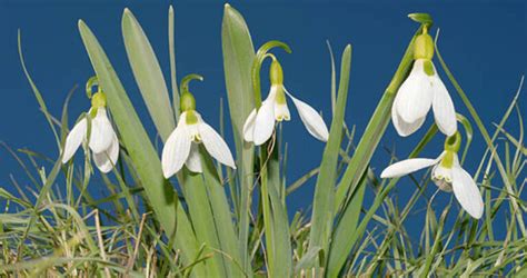 Image result for Snowdrop Varieties