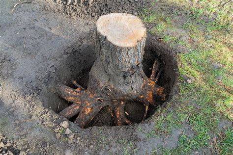 Image result for How to Pull Small Tree Stumps Out