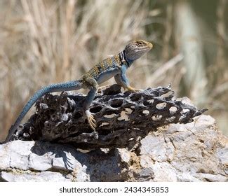 Image result for Blue Collared Lizard
