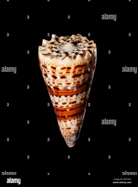 Image result for Venomous Sea Shell