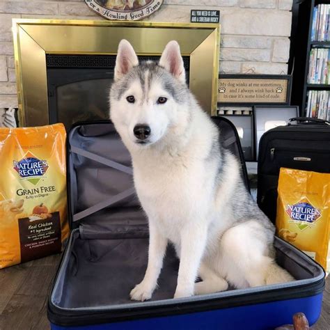 Image result for Snow Dogs Vlogs Mail