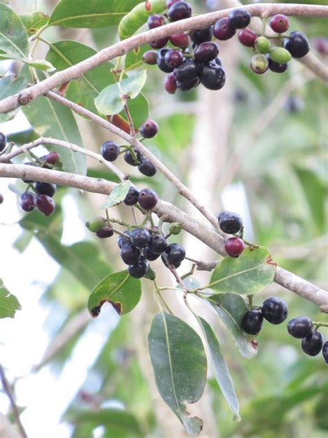 Image result for Java Pulm Wine