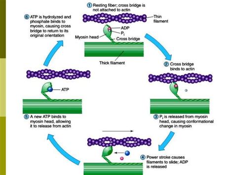 Image result for Excitation-Contraction Coupling Animation