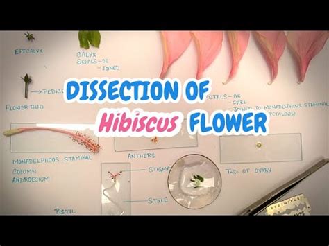 Image result for Hibiscus Flower Dissection
