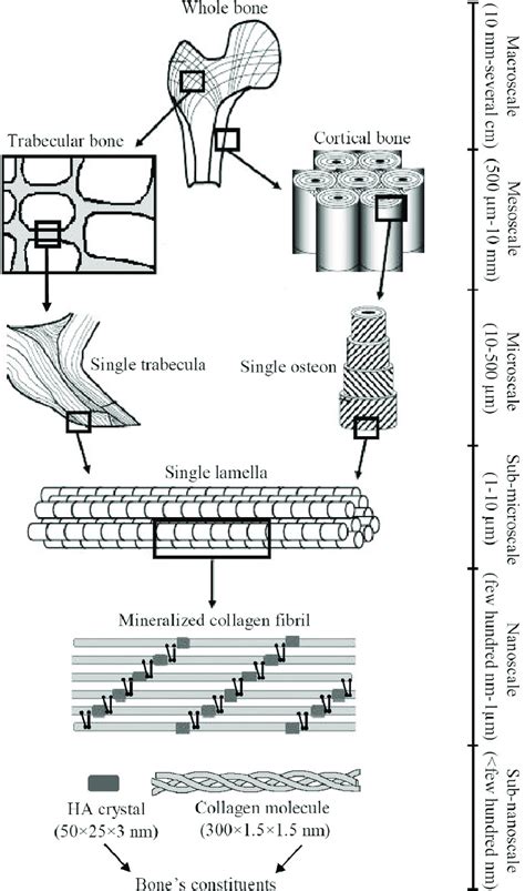 Image result for Trabecular Bone Structure
