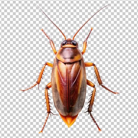 Image result for Flying Cockroach Transparent Background