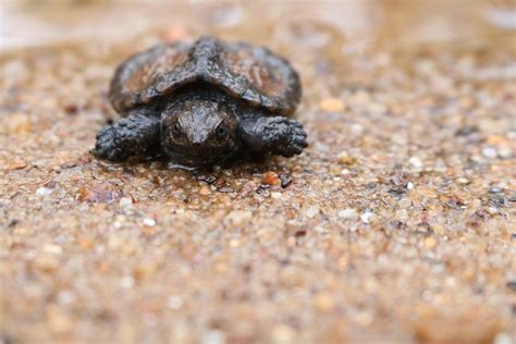 Image result for Cute Snapping Turtle