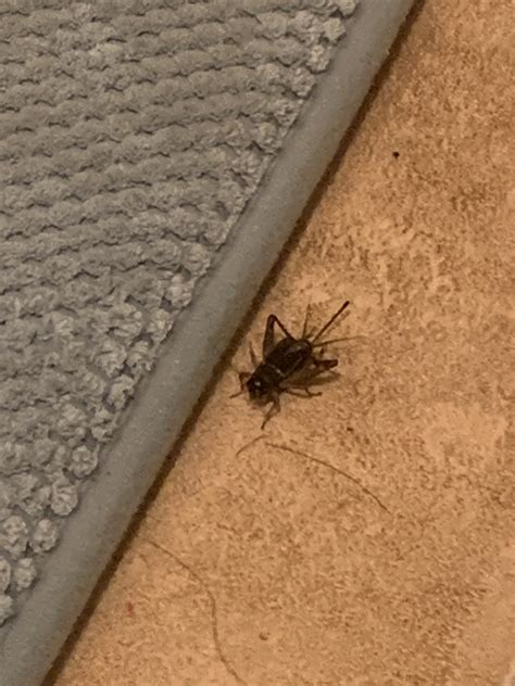 Image result for NYC Cockroach