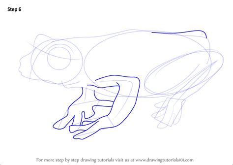 Image result for How to Draw a Tree Frog