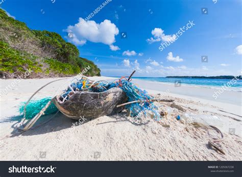 Image result for How to Clean a Dead Turtle Shell Out