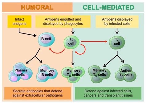 Image result for Humoral Immunity Complement System