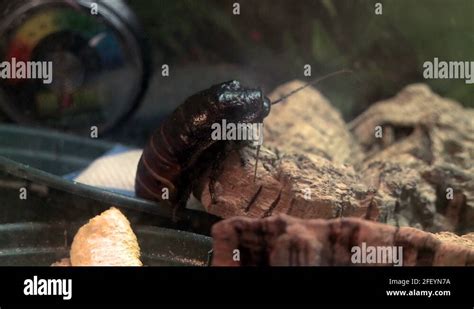 Image result for Big Cockroach