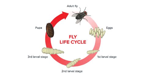 Image result for Fly Life Cycle