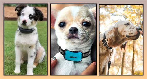 Image result for Sharp Training Collars for Dogs