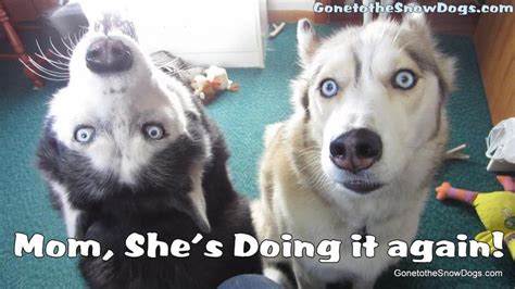 Image result for Snow Dogs Vlogs Mail