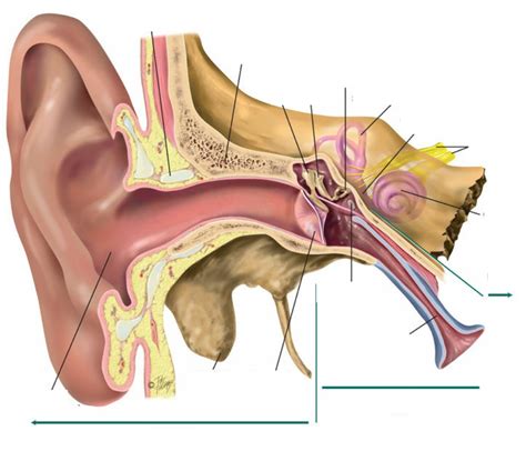 Image result for Inner Ear Shutterstock Exploding Box