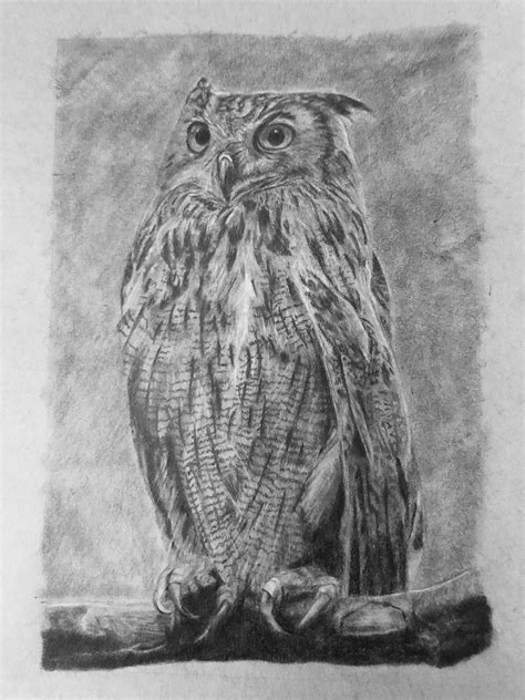 Image result for Graphite Drawing of Owl