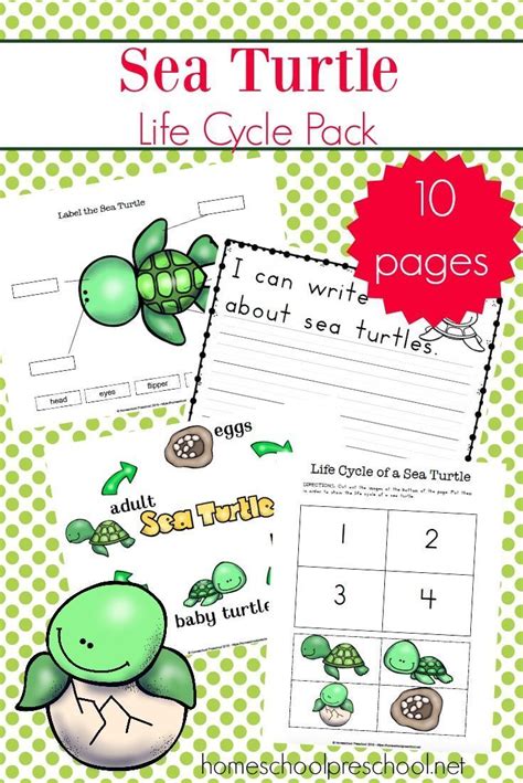 Image result for Turtle Life Cycle Free Printable