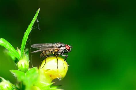 Image result for Fly Side View