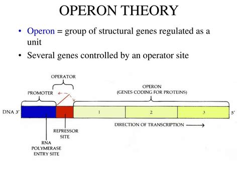 Image result for Operon Theory