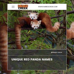 Image result for Red Panda Names