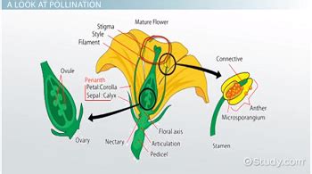 Image result for Flower Pollination Process