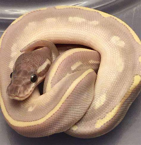 Image result for Cute Python