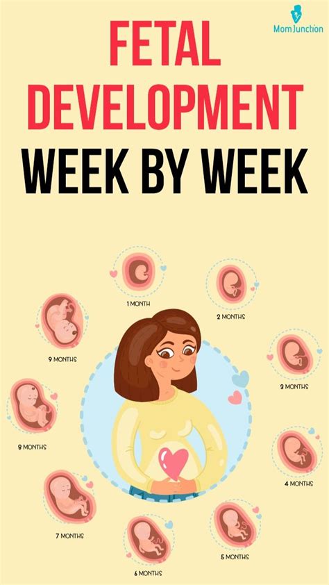 Fetal Development Week By Week | Infant activities, Fetal development ...