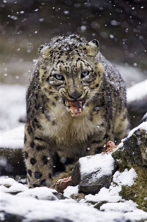 Image result for Leopard Eating