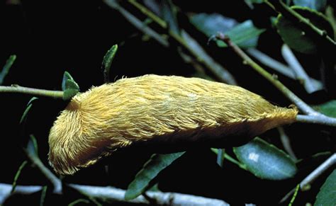 Image result for ASP Insect