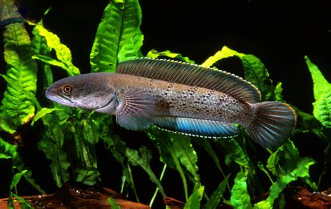 Image result for Red Line Snakehead Fish