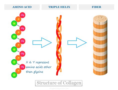 Image result for Collagen Function